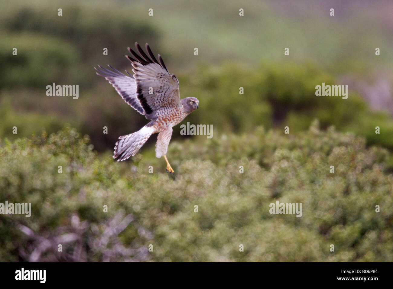 Northern Harrier Circus cyaneus hudsonius in flight Stock Photo - Alamy