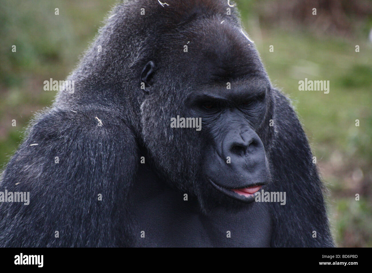 Gorilla head hi-res stock photography and images - Alamy
