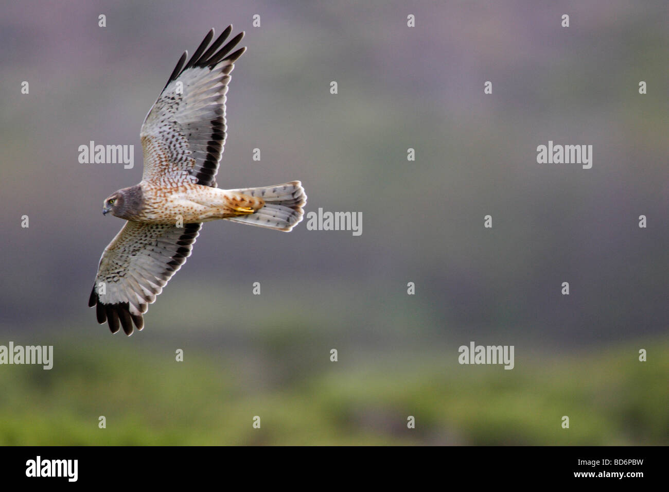 Northern Harrier Circus cyaneus hudsonius in flight Stock Photo - Alamy