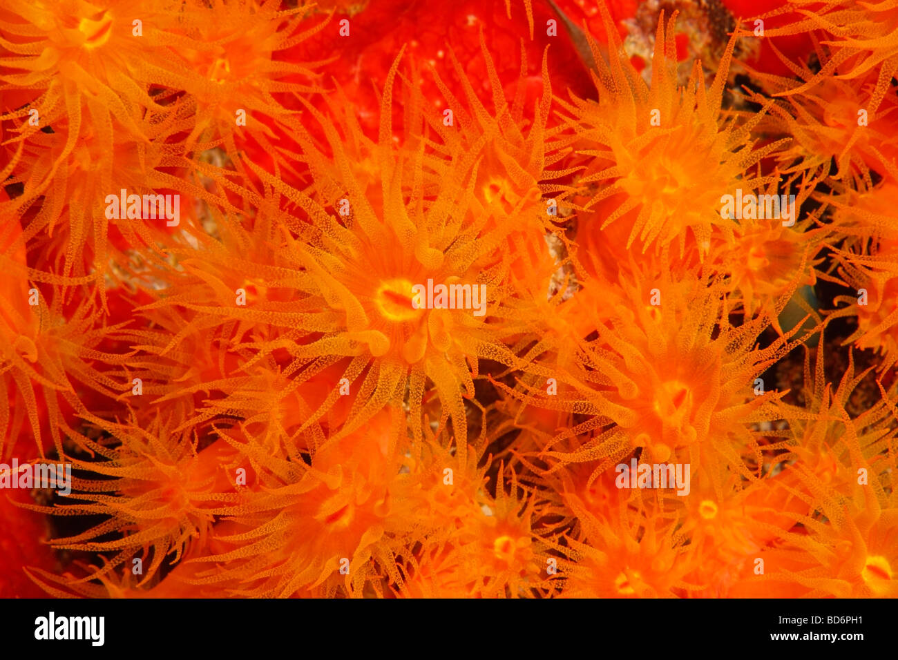 Orange Cup Coral Tubastraea coccinea Stock Photo - Alamy
