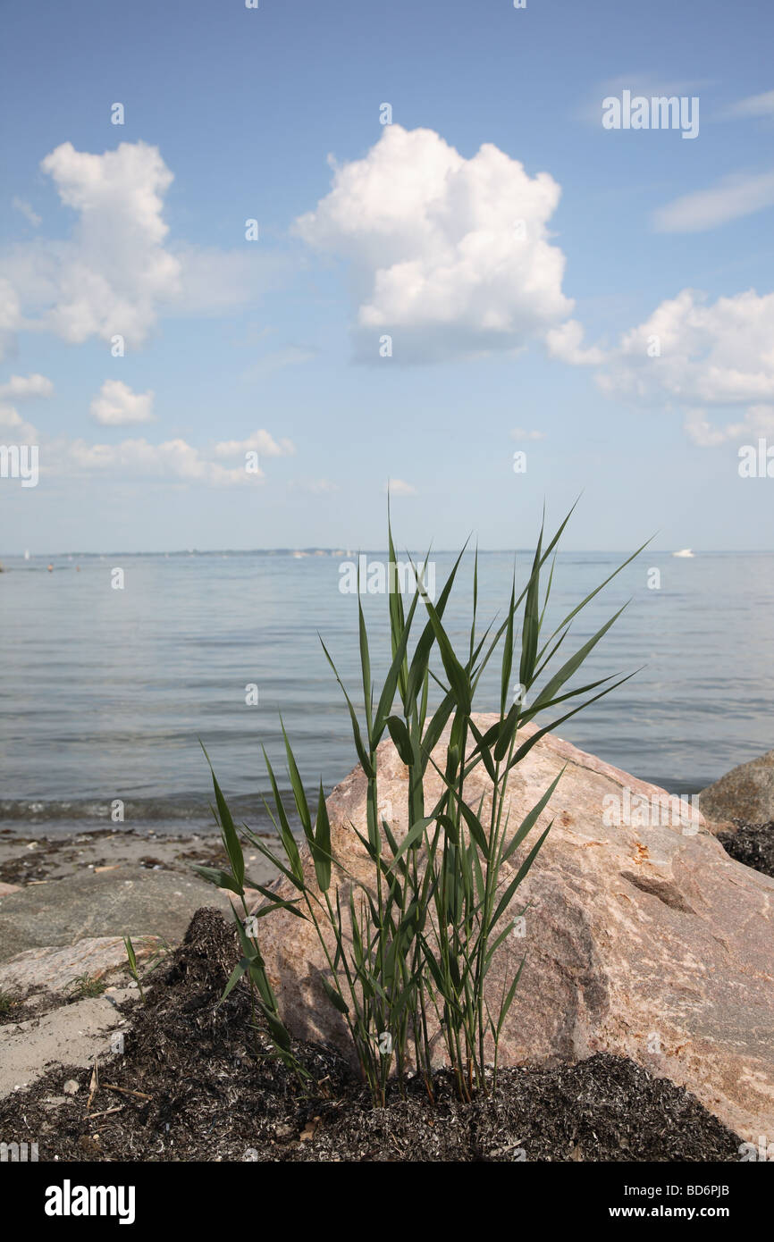 Reed sea hi-res stock photography and images - Alamy