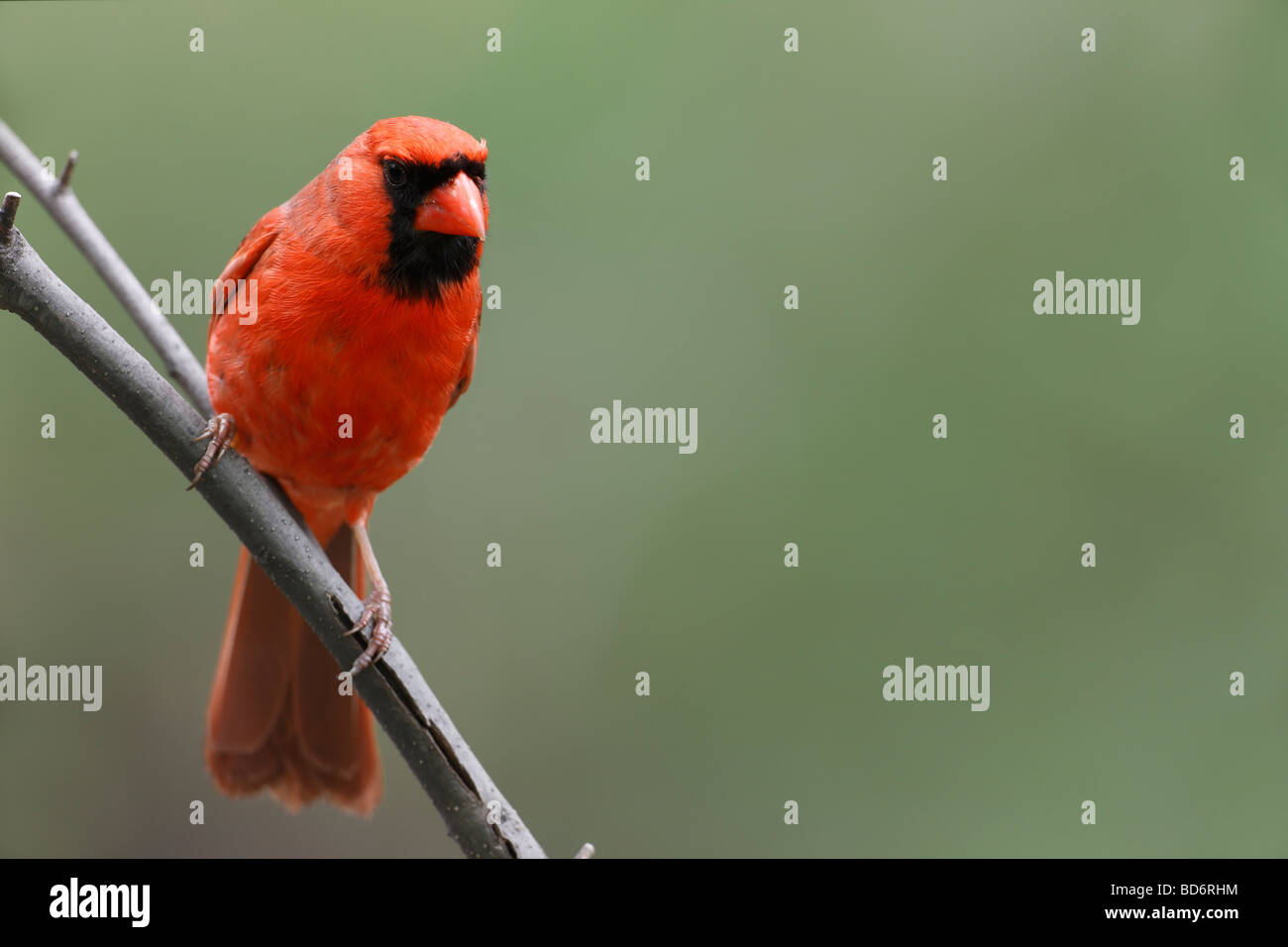 Cardinal york hi-res stock photography and images - Alamy