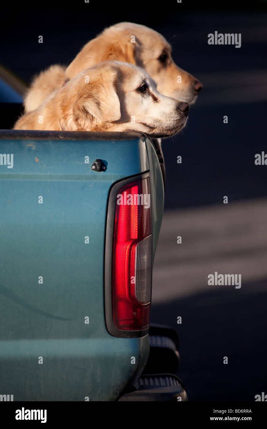 Golden dogs in car hi-res stock photography and images - Alamy