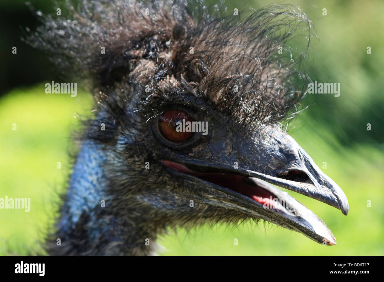 Emu closeup hi-res stock photography and images - Alamy