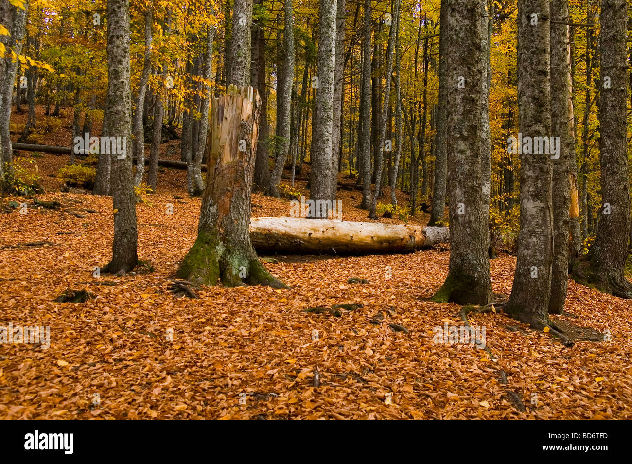 a nice autumn day in the park Stock Photo - Alamy