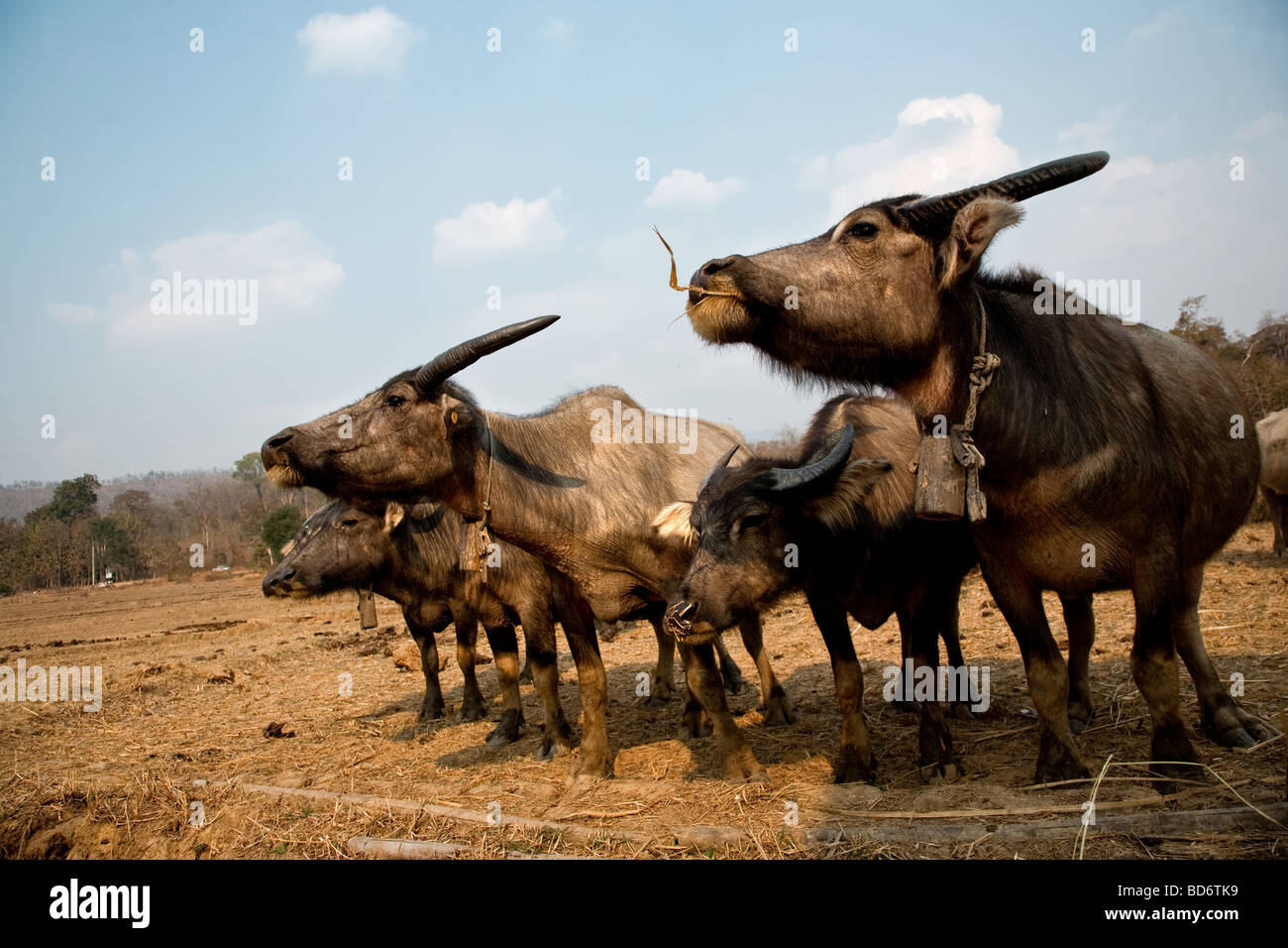 a herd of buffalo in the north of Thailand Stock Photo - Alamy