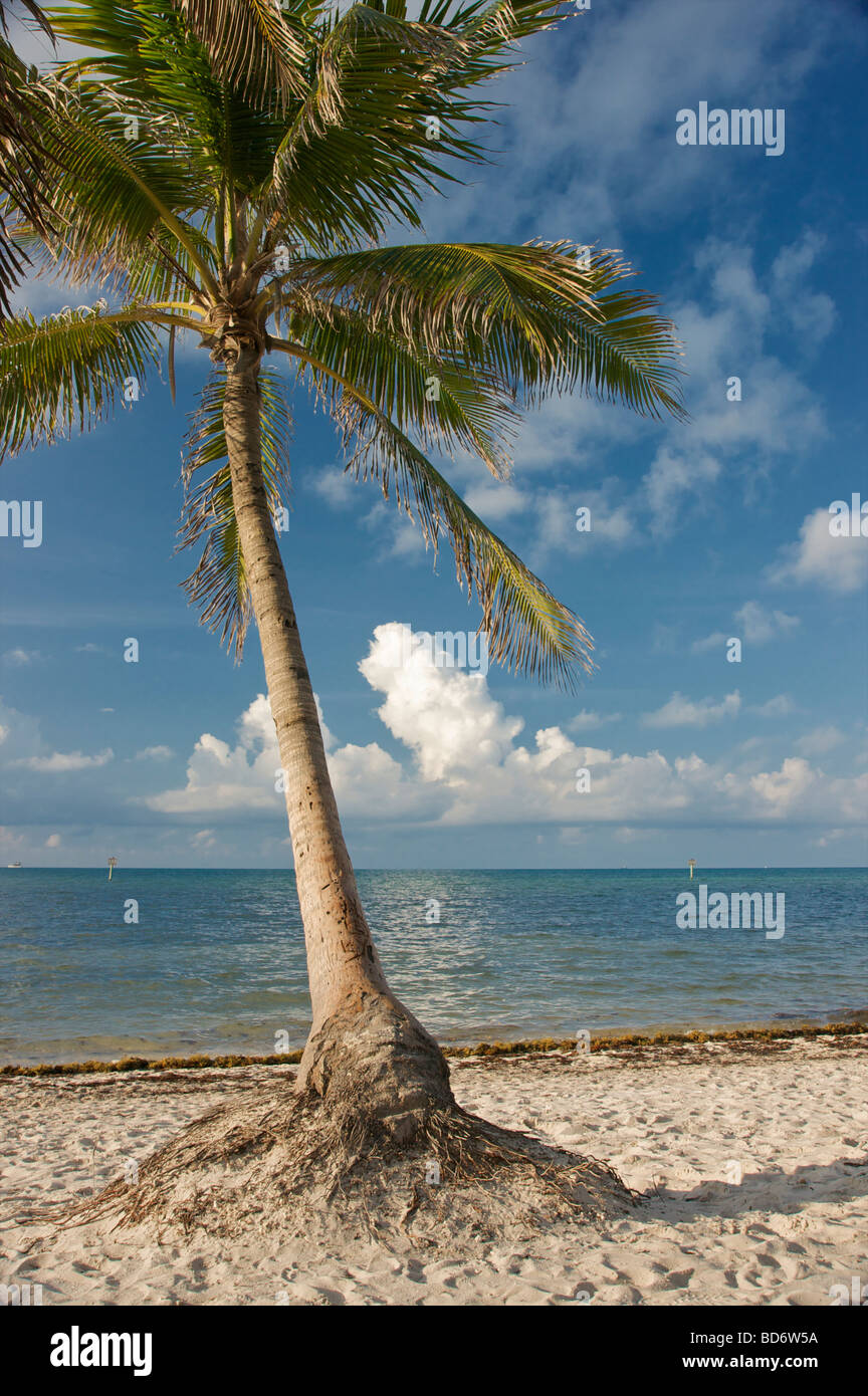 tropical palm tree on beach Stock Photo - Alamy