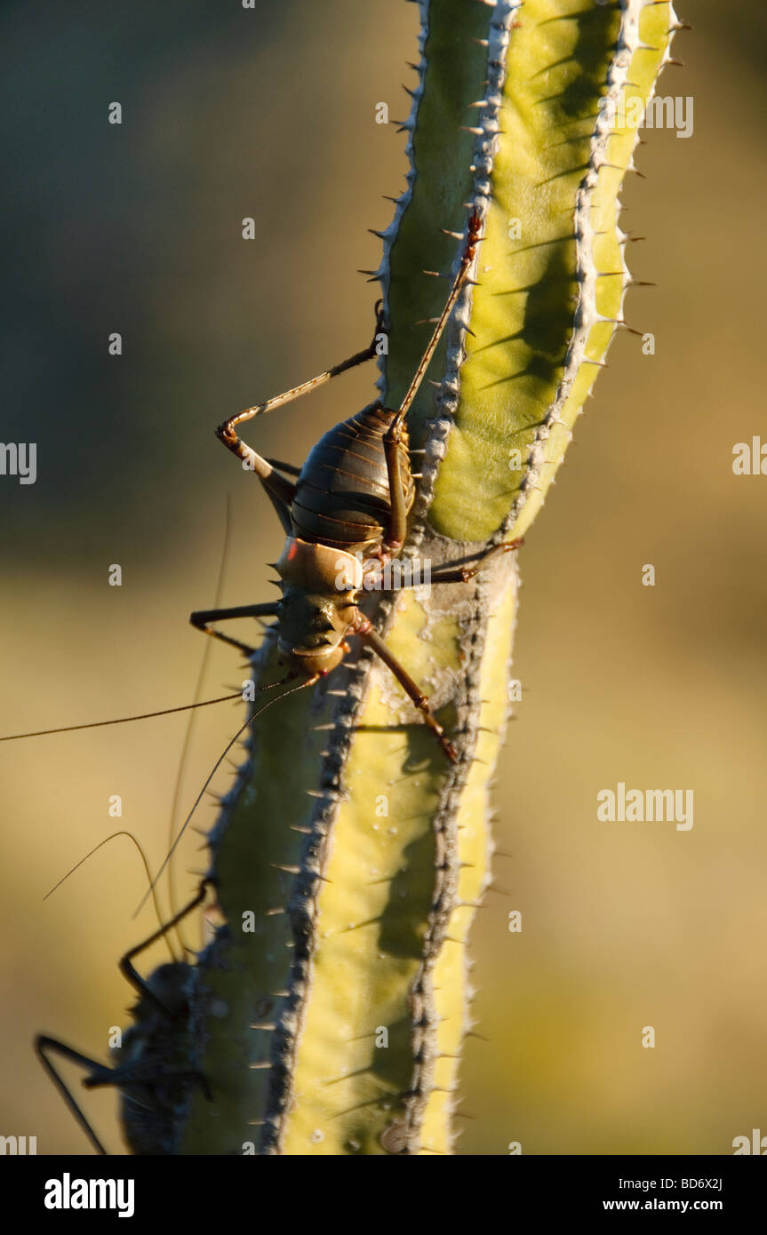 Corn Cricket (hetrodes pupus) in the Namibian Desert Stock Photo - Alamy