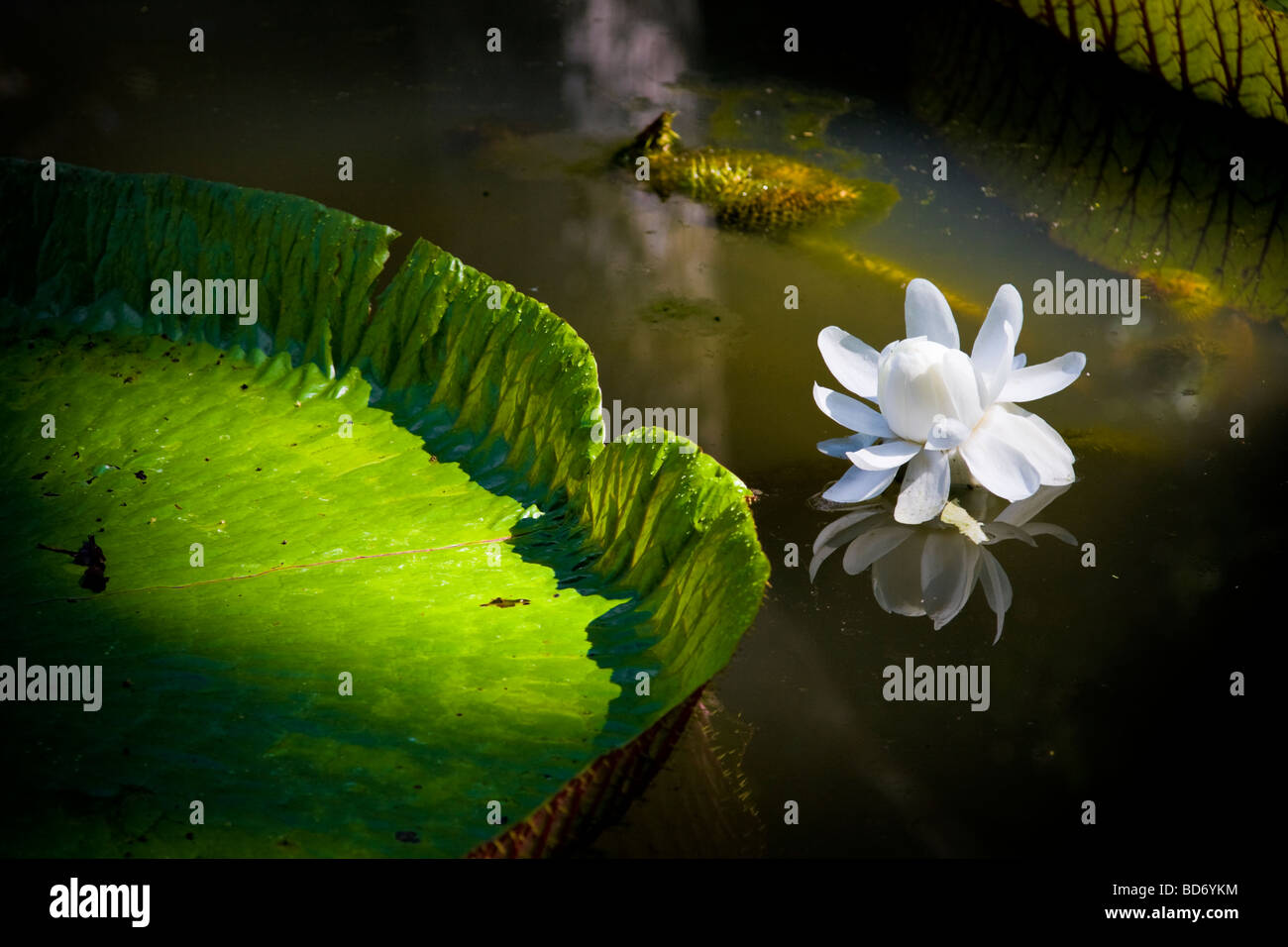 Lilly flower hi-res stock photography and images - Alamy