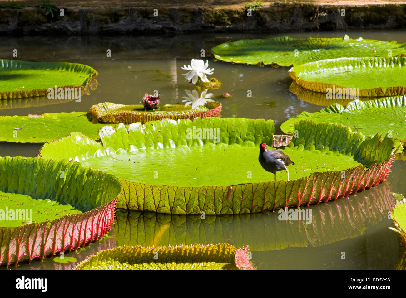 Moorhen on Giant Lilly Pad Stock Photo - Alamy