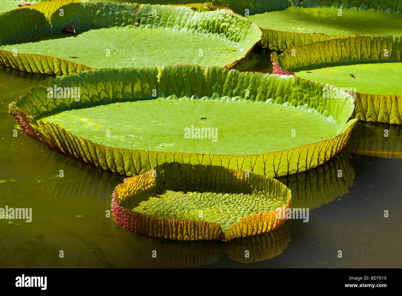 Lilly pads hi-res stock photography and images - Alamy