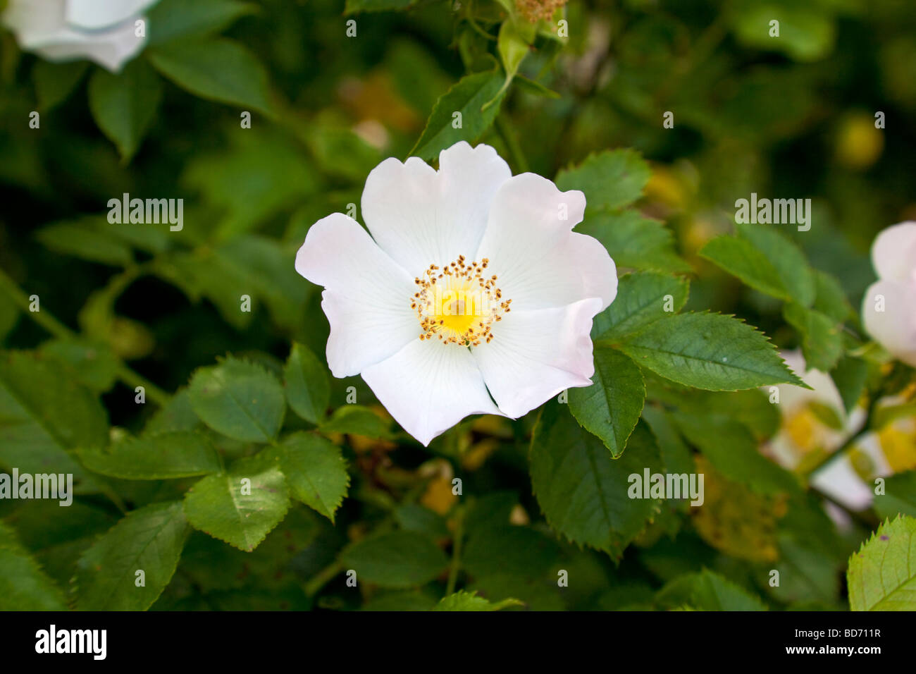 Dog Rose (Rosa Canina Stock Photo - Alamy