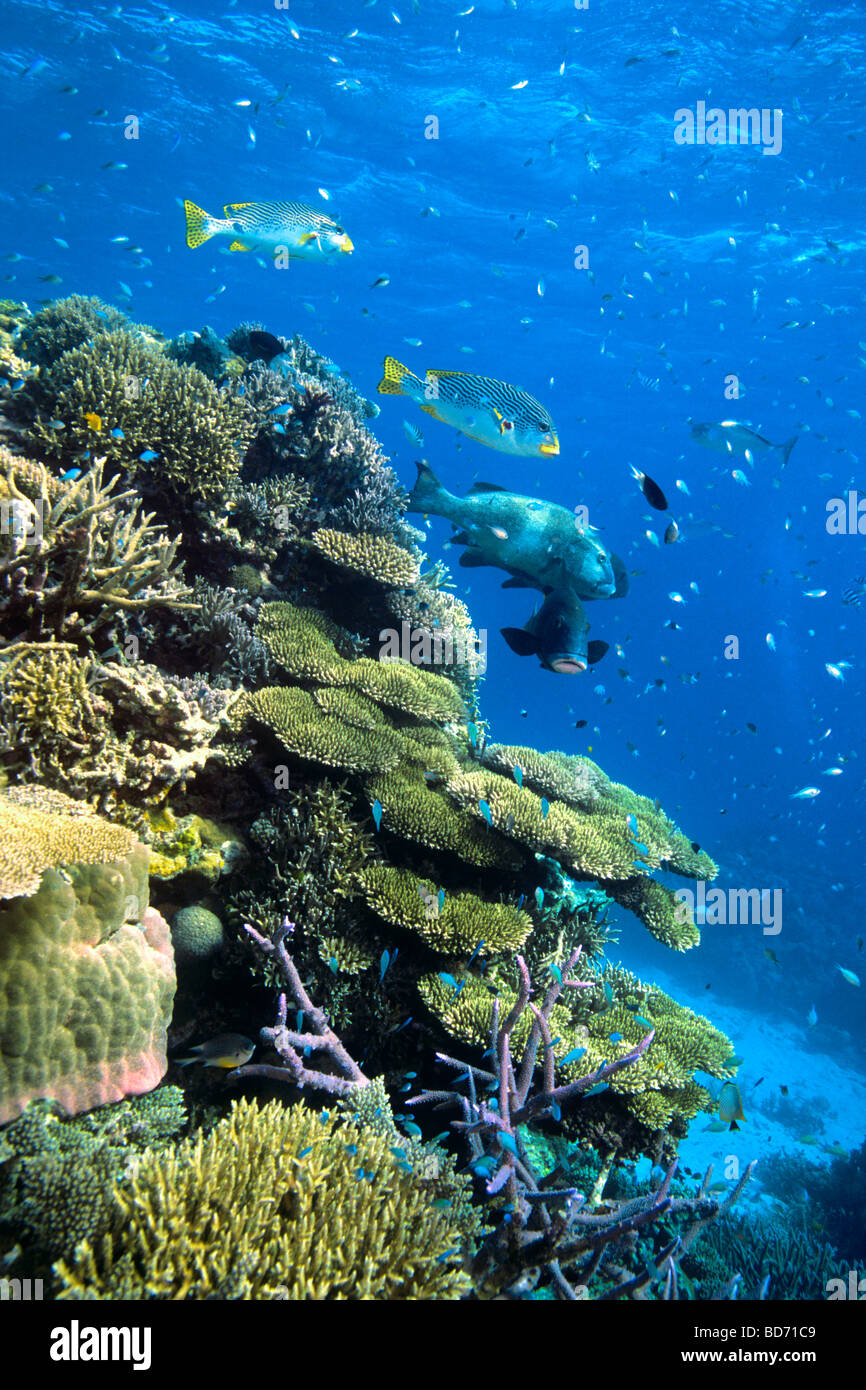 Ribbon reef great barrier reef hi-res stock photography and images - Alamy