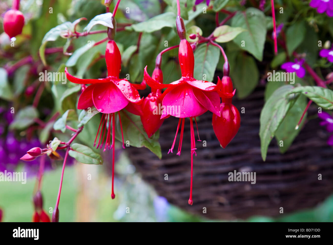 Marinka fuchsia hi-res stock photography and images - Alamy