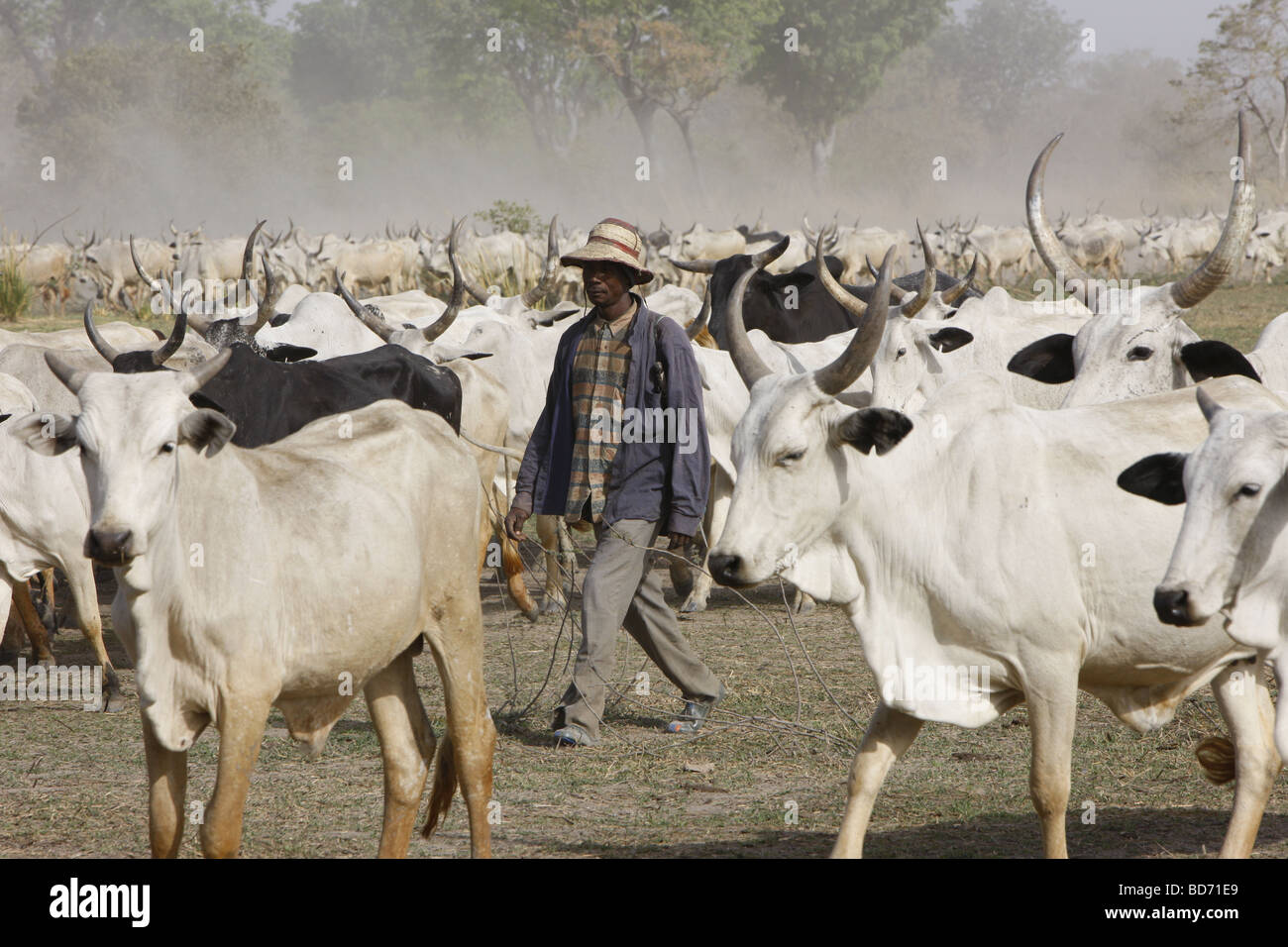 Shepherd and Zebu cattle herd, at Lagdo Lake, northern Cameroon ...