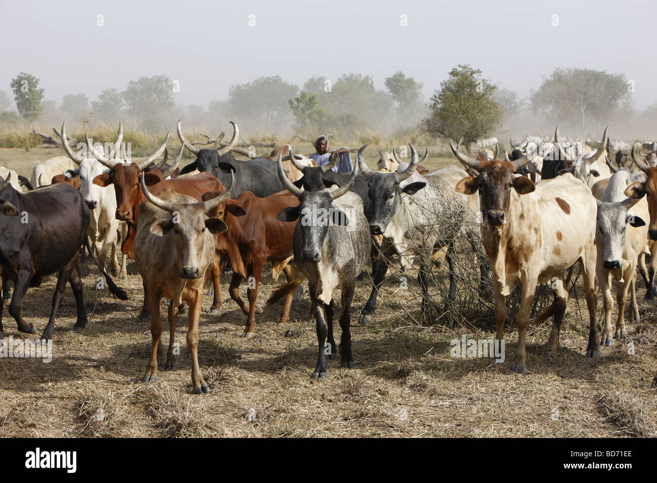 Zebu cattle herd, at Lagdo Lake, northern Cameroon, Cameroon, Africa ...
