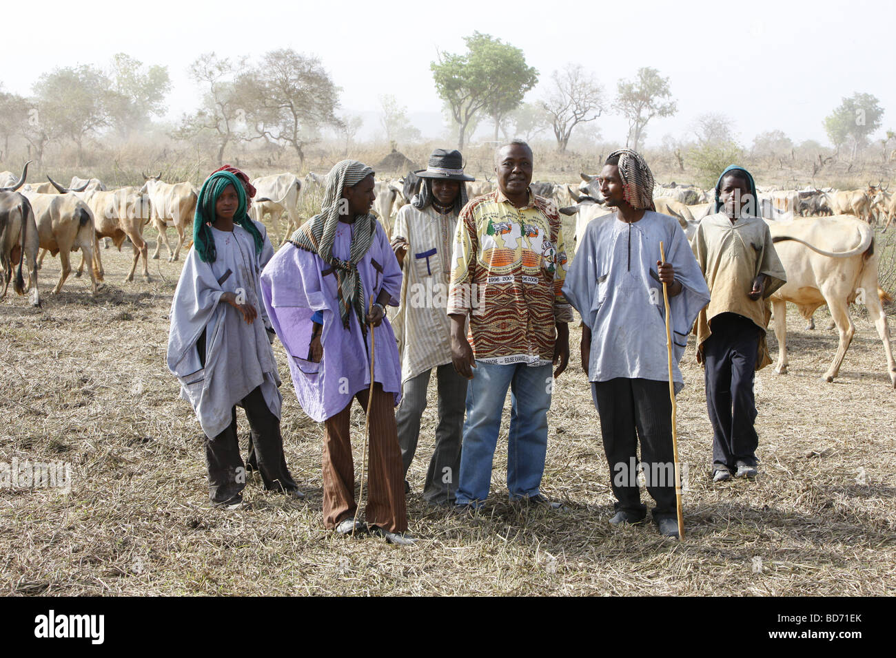 Shepherds and Zebu cattle herd, at Lagdo Lake, northern Cameroon ...