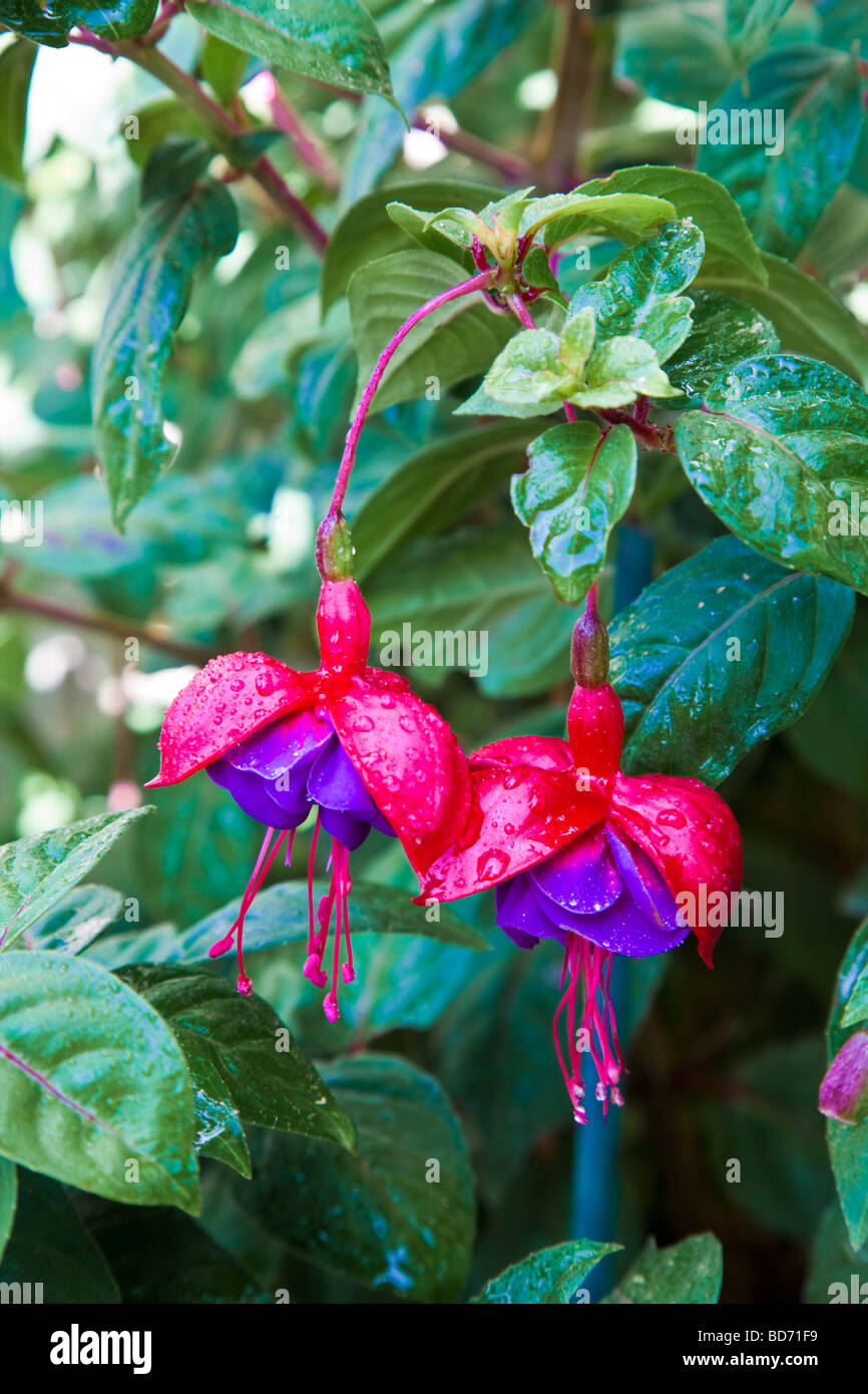 Fuchsia Dark Eyes Stock Photo - Alamy