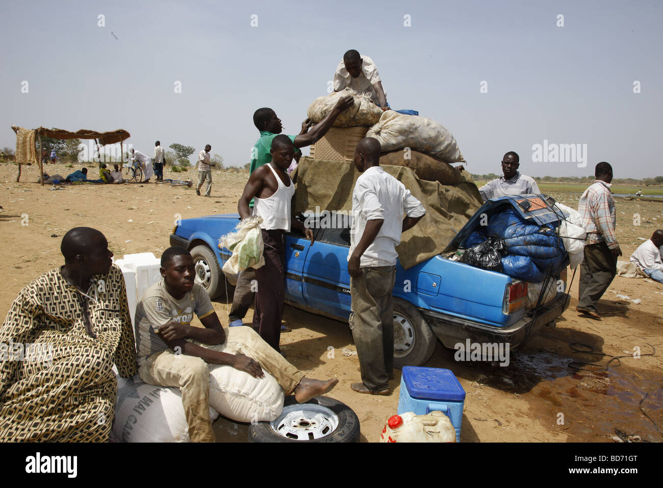 Loading the catch onto a car for sale on the market, at Lagdo Lake ...