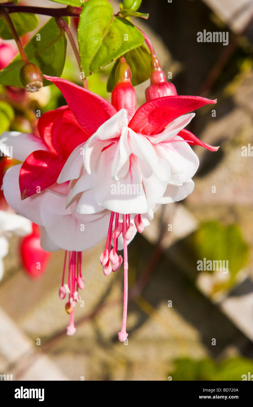 Fuchsia swingtime hi-res stock photography and images - Alamy