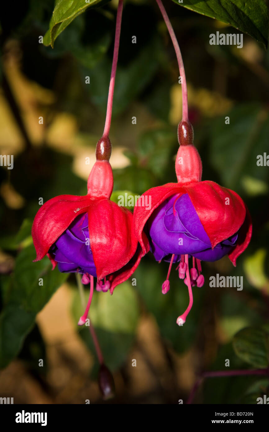 Fuchsia Dark Eyes Stock Photo - Alamy