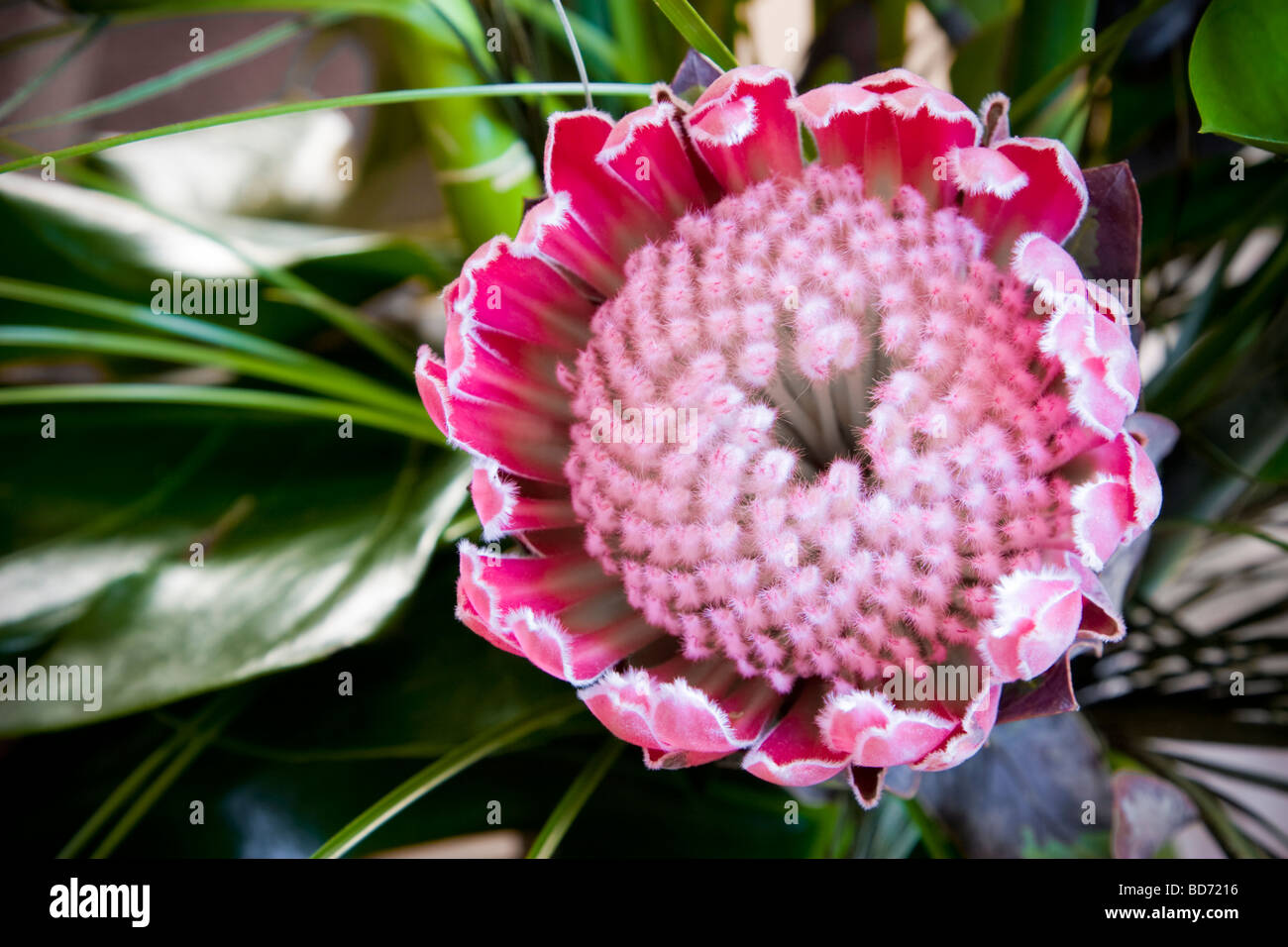 Proteaceae hi-res stock photography and images - Alamy