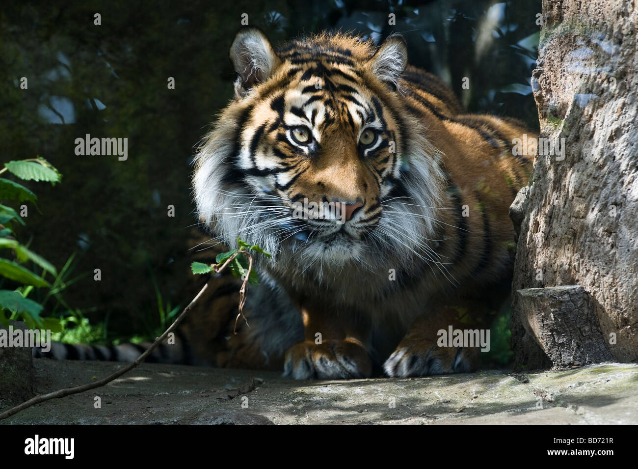 Siberian tiger (Panthera tigris Stock Photo - Alamy