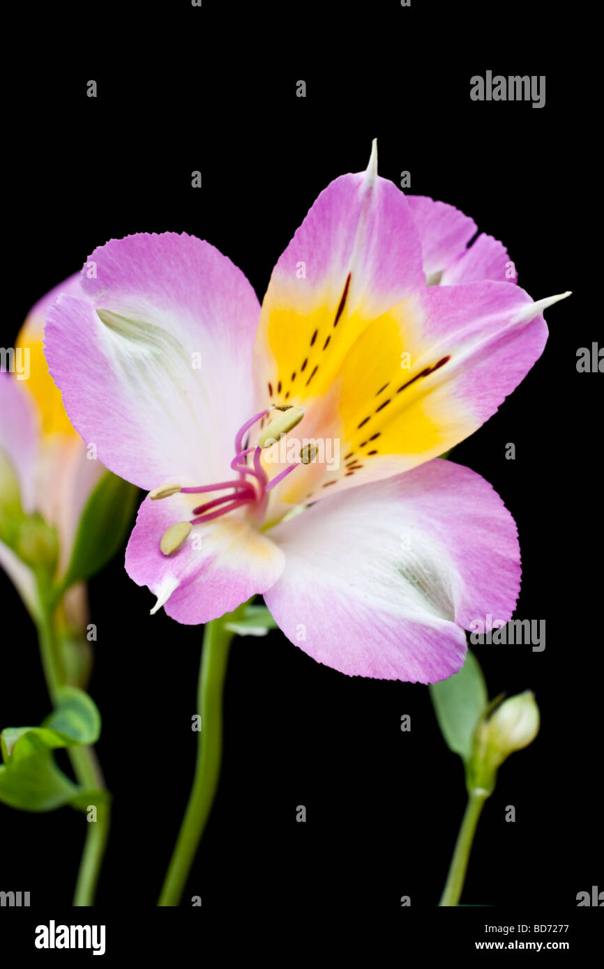 Alstroemeria Flower (Peruvian Lily Stock Photo - Alamy
