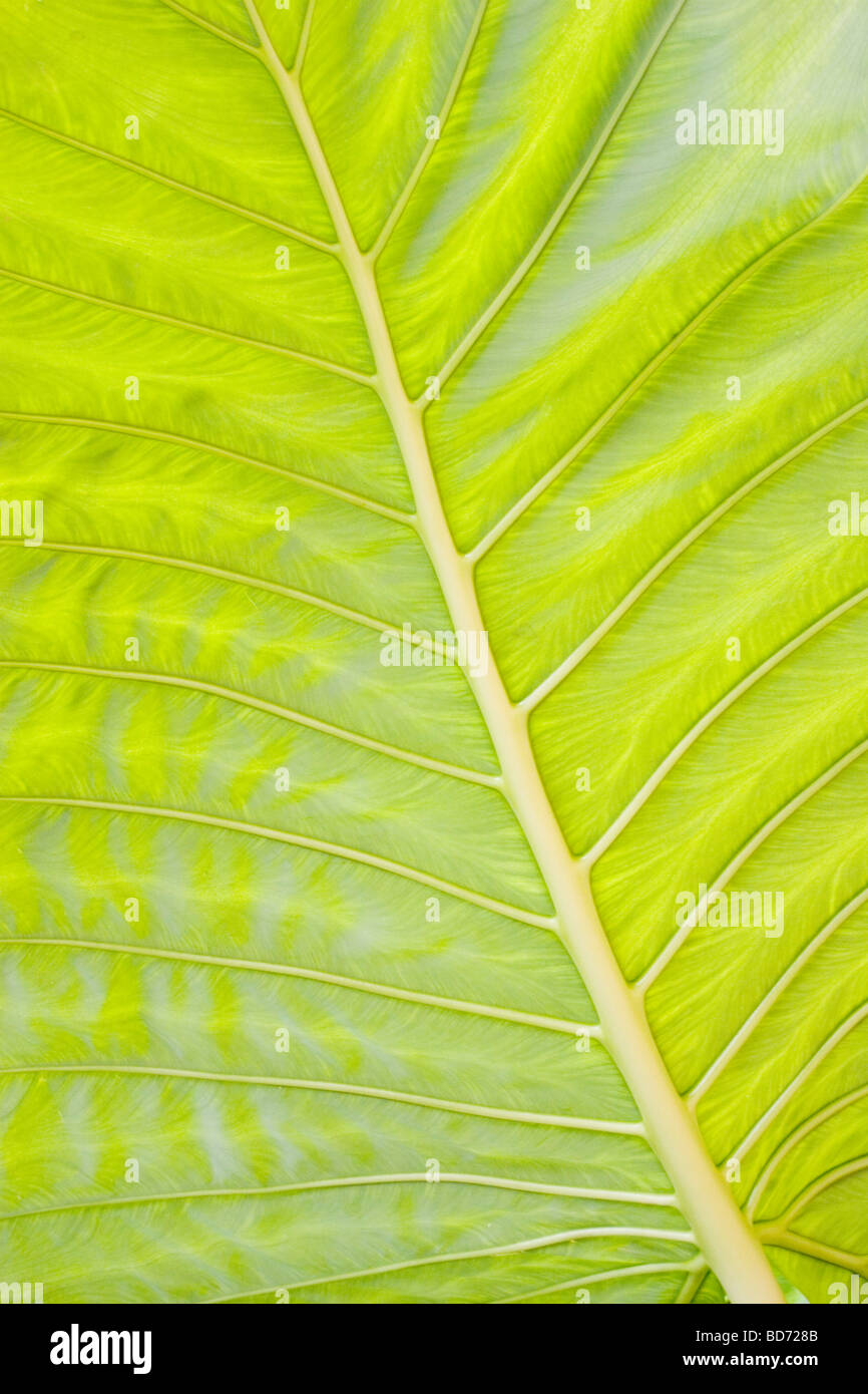 Reverse of a giant leaf showing it's structure Stock Photo - Alamy