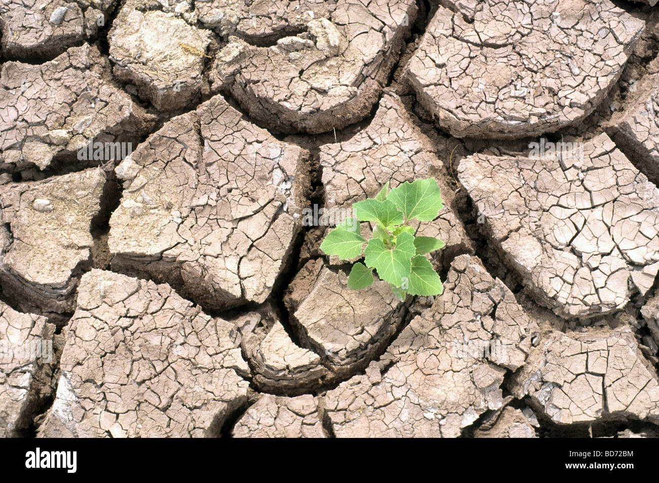 Young plant in parched river bed Stock Photo - Alamy