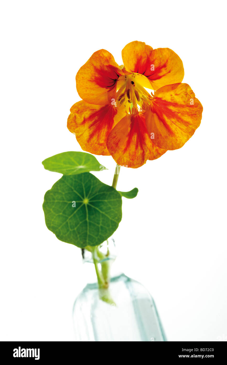 Nasturtium in pot hi-res stock photography and images - Alamy