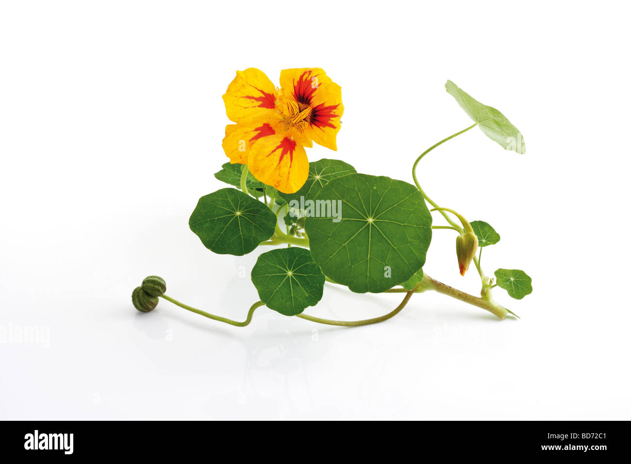 Nasturtium in pot hi-res stock photography and images - Alamy