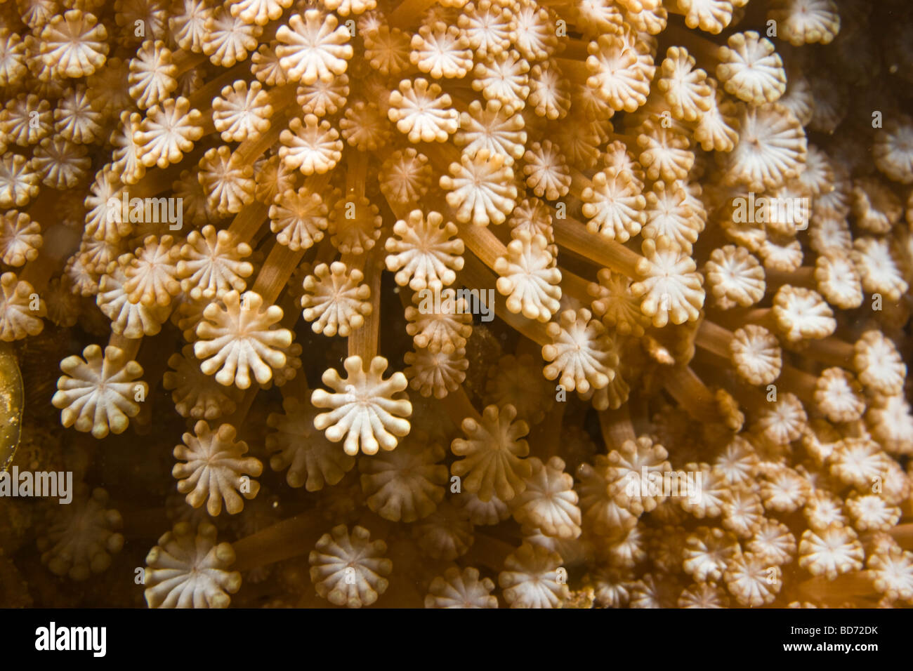 Alveopora coral hi-res stock photography and images - Alamy