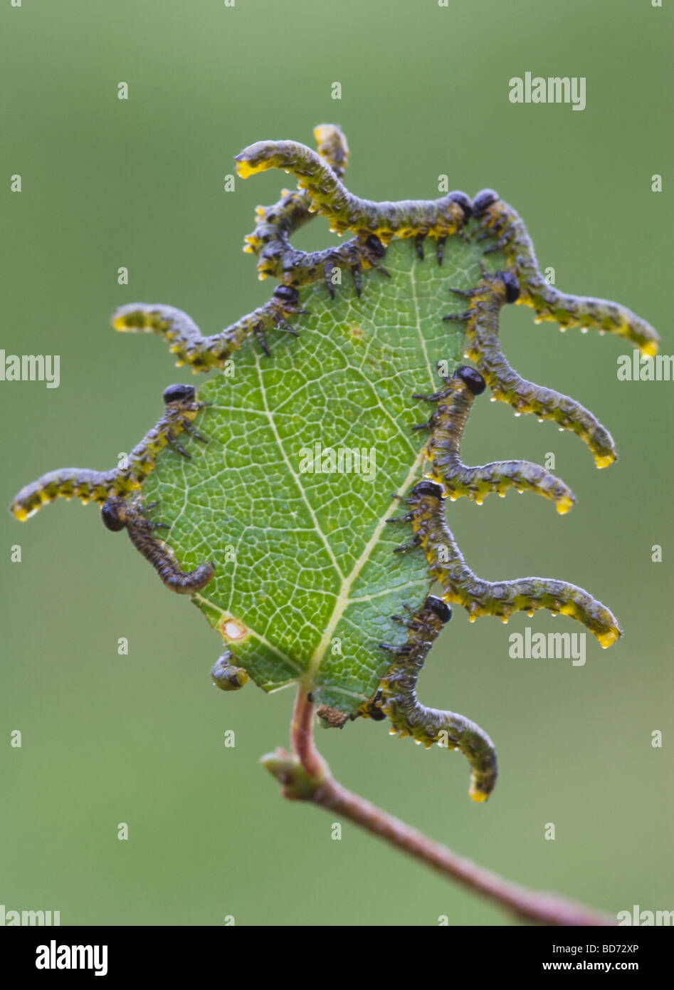 Caterpillar eating leaf hi-res stock photography and images - Alamy
