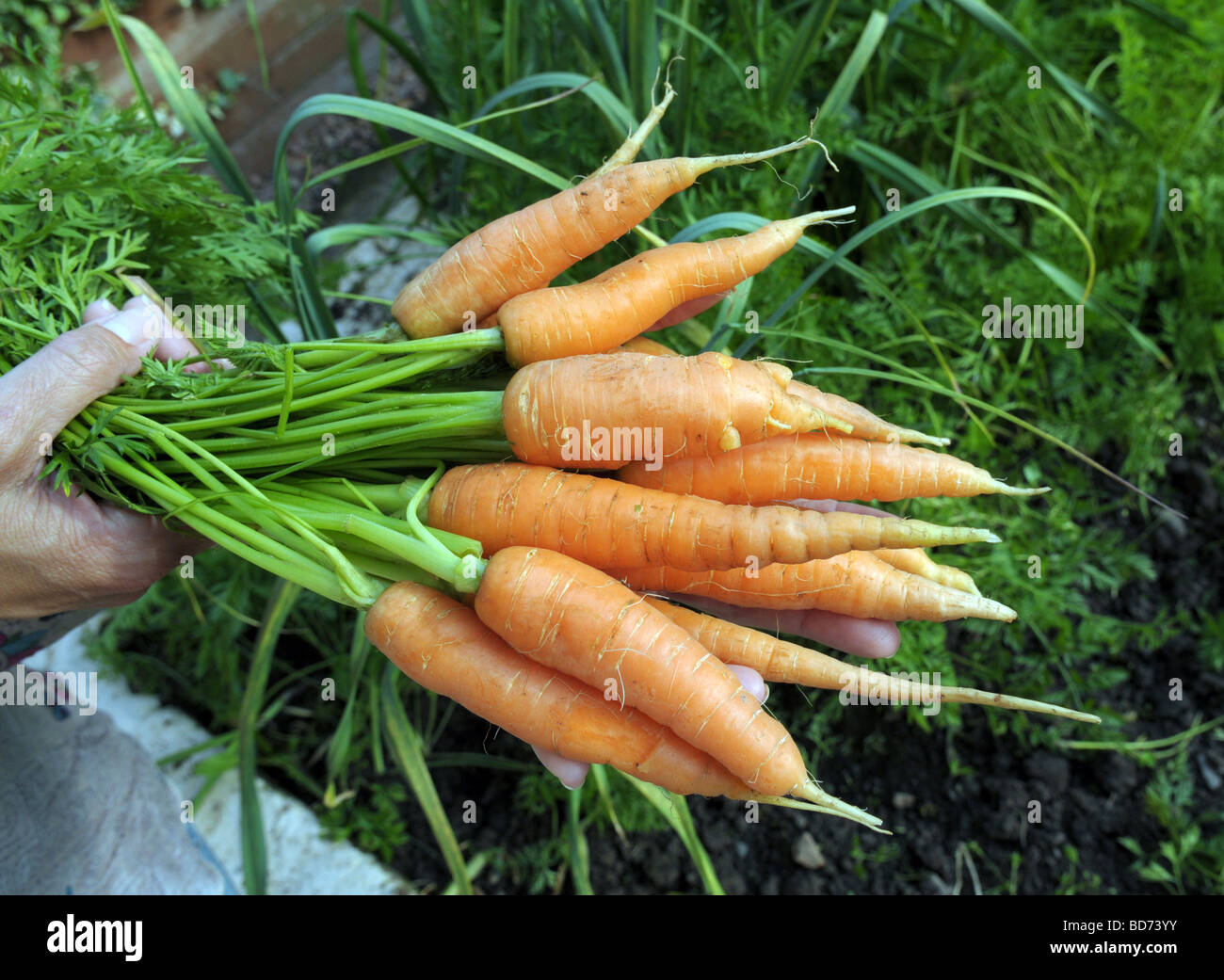 Homegrown organic carrots Stock Photo - Alamy