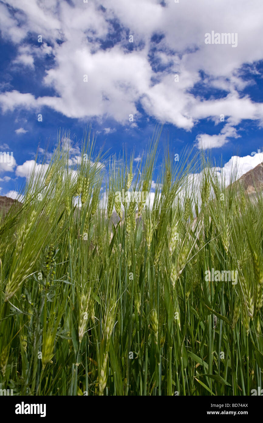 Wheat field. Ladakh. India Stock Photo - Alamy