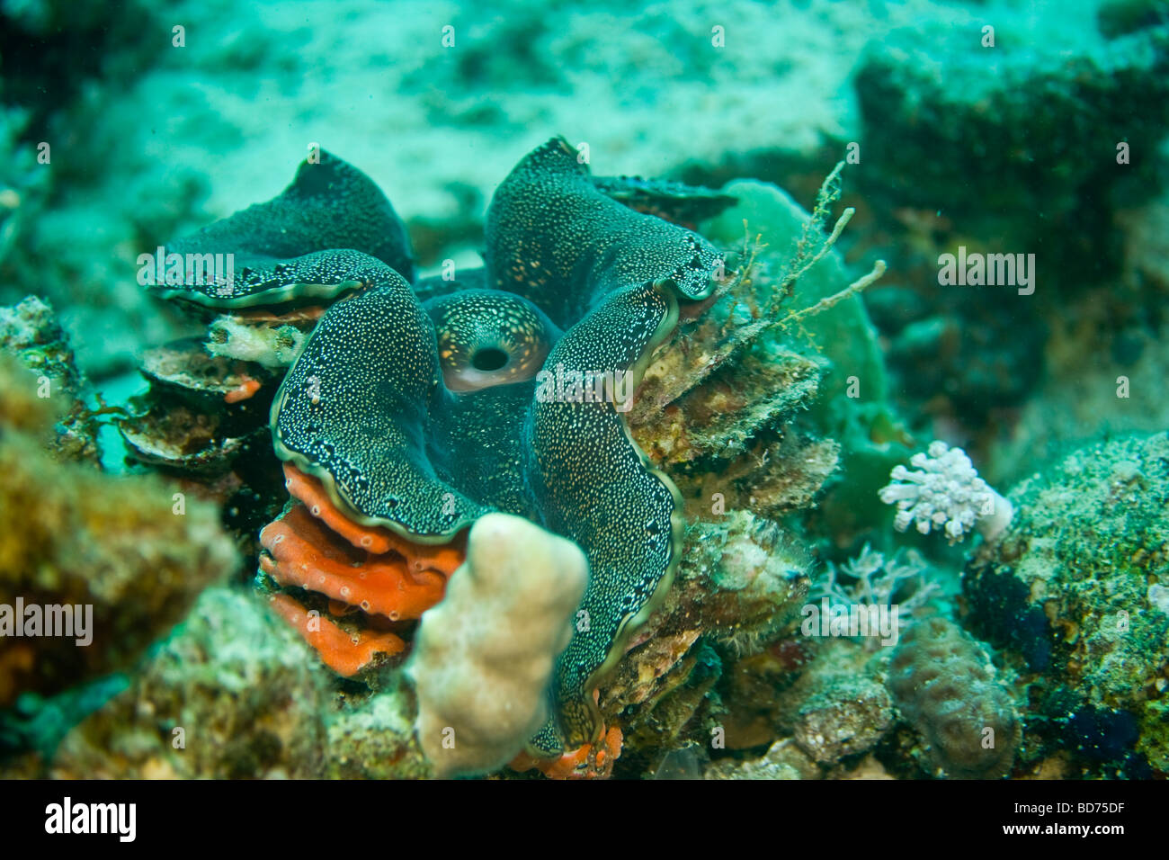 Giant Clam (Tridacna gigas Stock Photo - Alamy