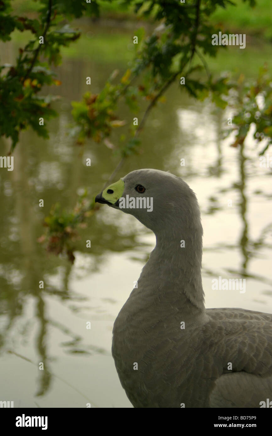 Fota wildlife hi-res stock photography and images - Alamy