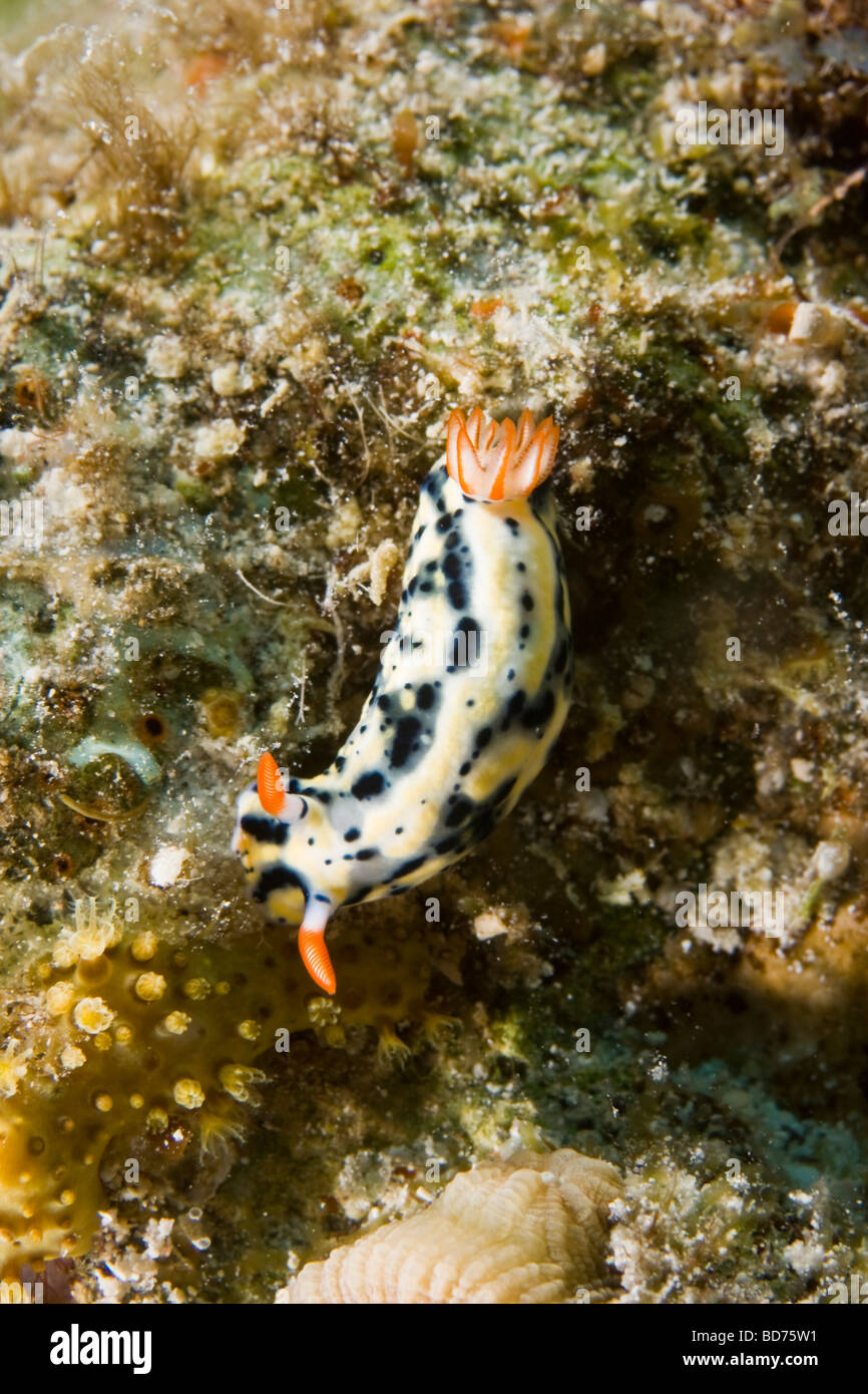 A marine opisthobranch gastropod mollusk (Hypselodoris infucata Stock ...