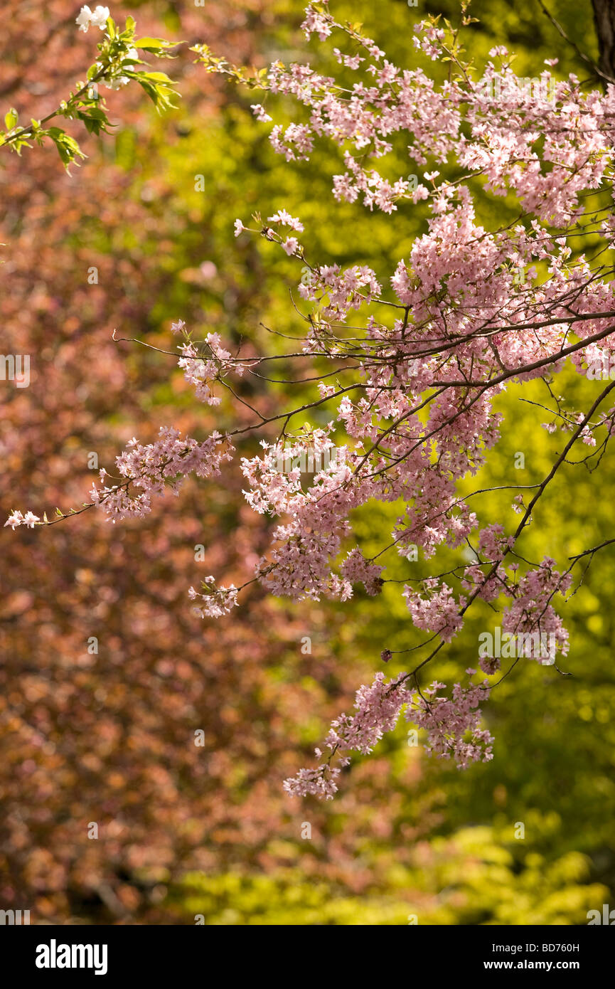 Spring Cherry Blossoms festival, Sakura, Japanese Flower Stock Photo ...