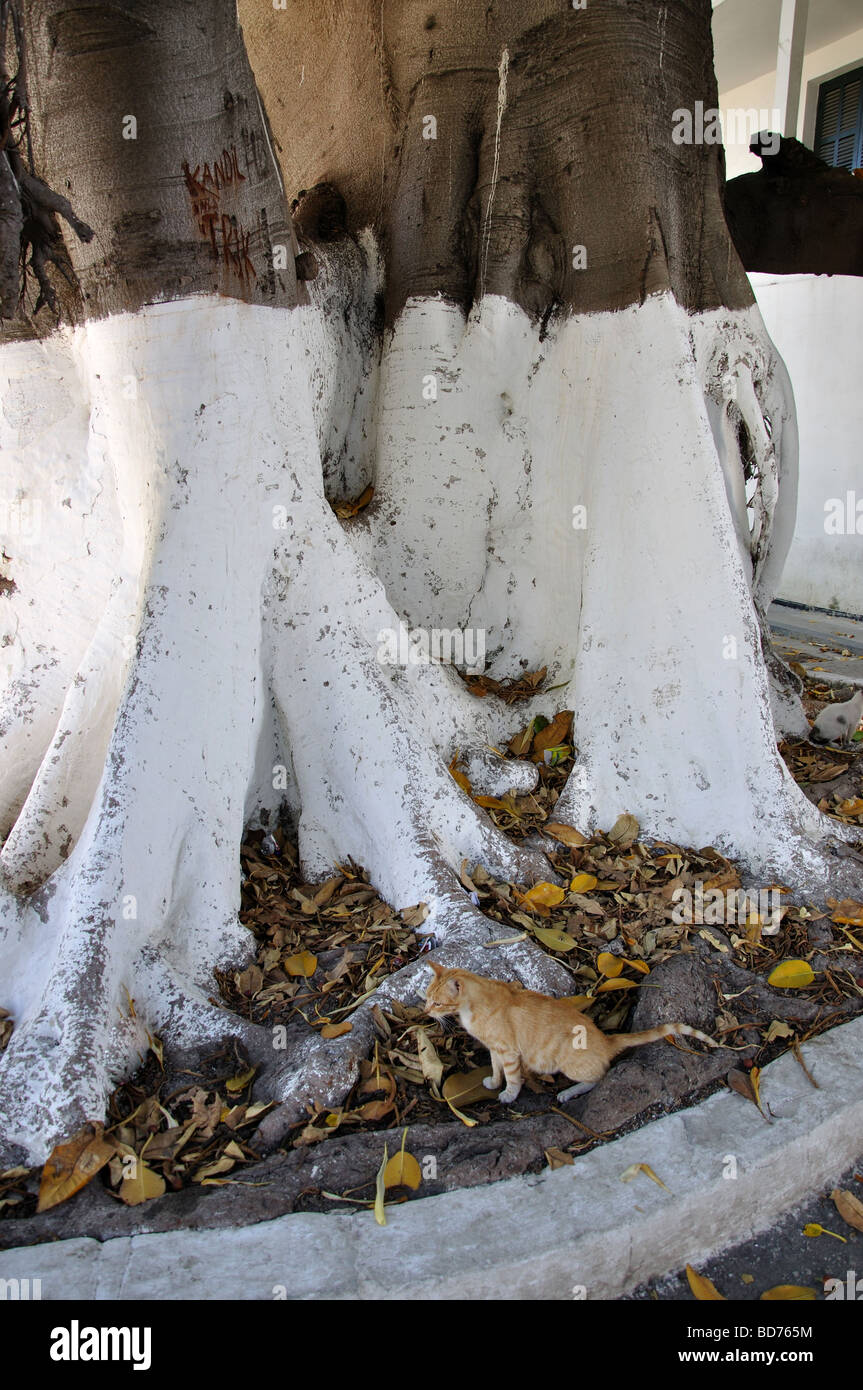 Roots of ancient Banyan tree, Tangier, Tangier-Tétouan Region, Morocco ...