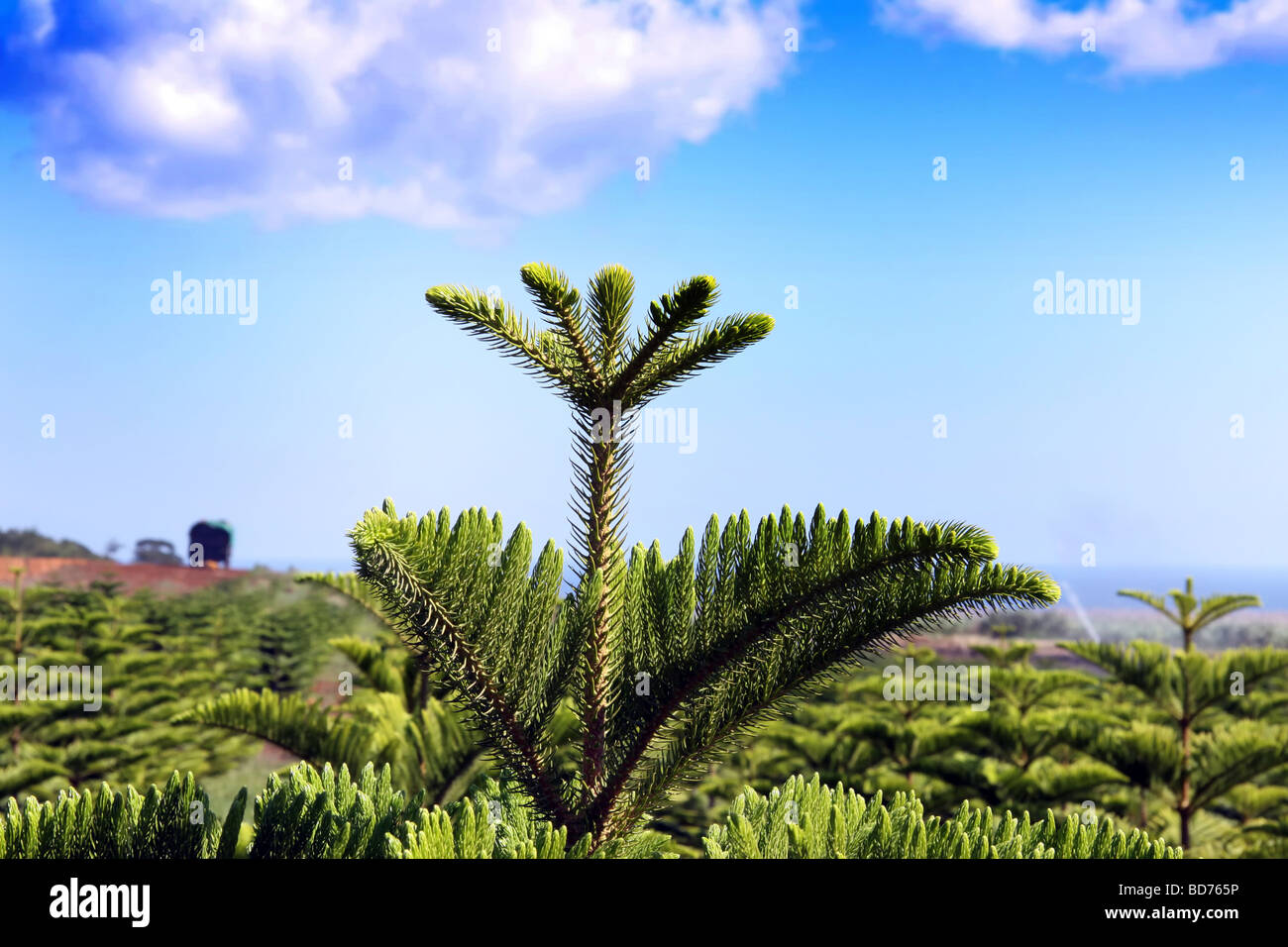 plantation of pine trees on the tropical island of Mauritius with a ...