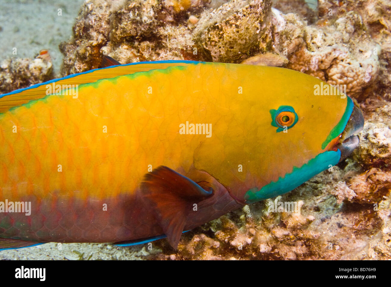 Parrot fish hi-res stock photography and images - Alamy