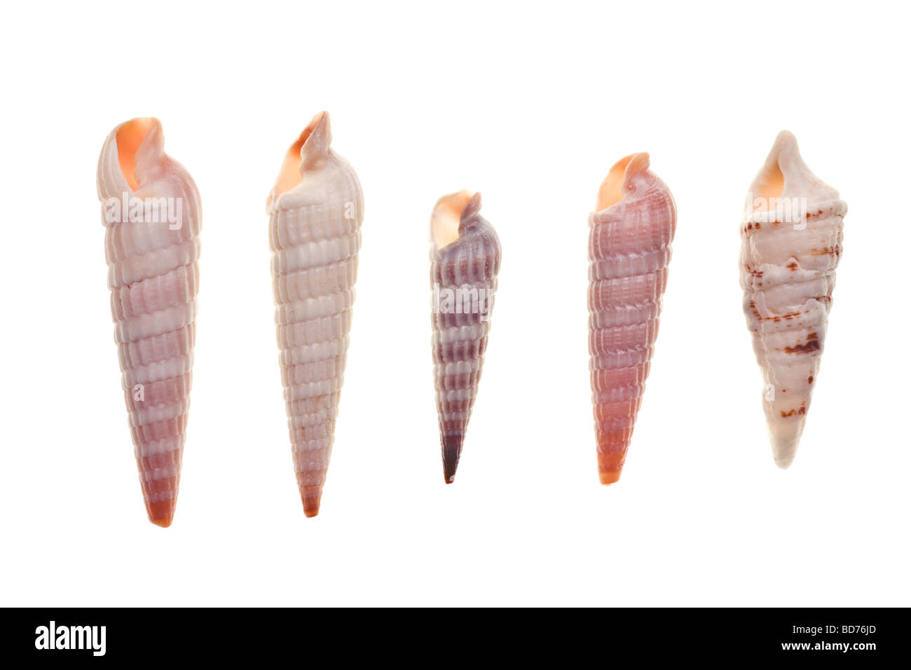 Seashells isolated on white background Stock Photo - Alamy
