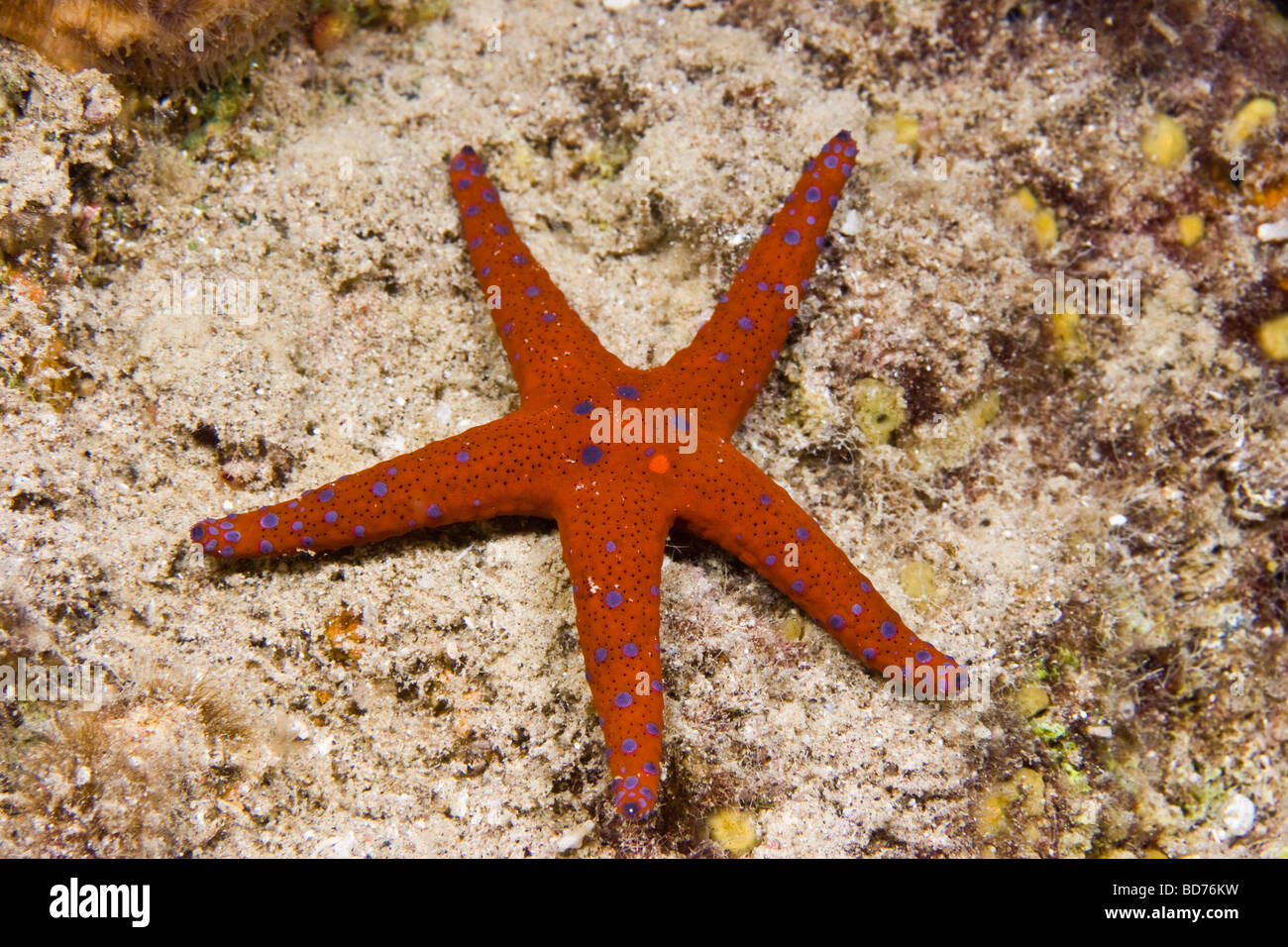 Ghardaqa Brittle Star,Fromia ghardaqana Stock Photo - Alamy