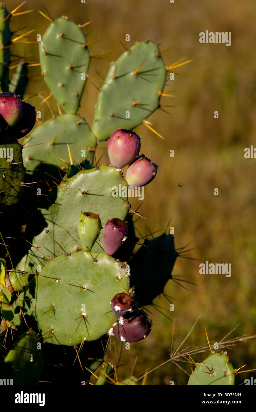Cactus alien invader plant at Hluhluwe-Imfolozi Game Reseve, Kwazulu ...