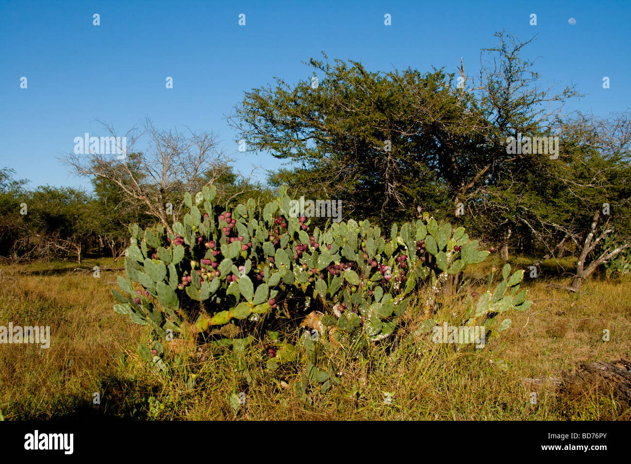 Cactus alien invader plant at Hluhluwe-Imfolozi Game Reseve, Kwazulu ...