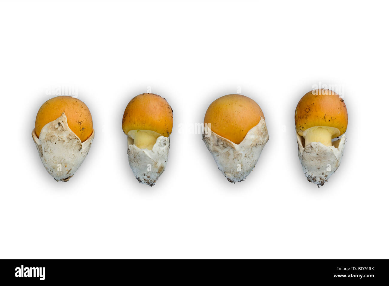 Young Caesar's mushrooms (Amanita caesarea) photographed in the studio ...