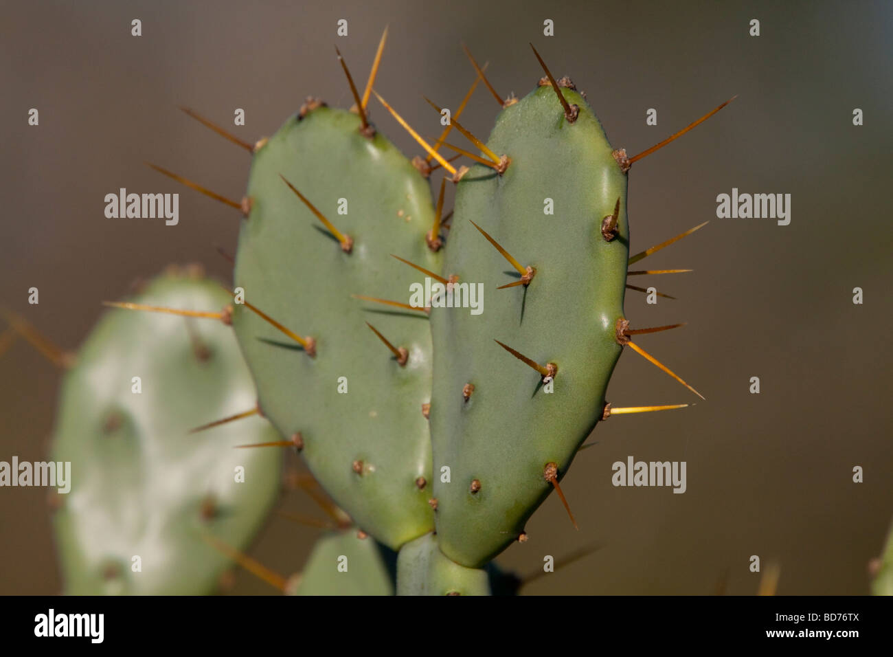 Cactus alien invader plant at Hluhluwe-Imfolozi Game Reseve, Kwazulu ...