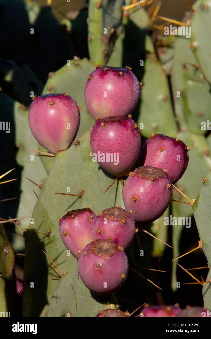 Cactus alien invader plant at Hluhluwe-Imfolozi Game Reseve, Kwazulu ...
